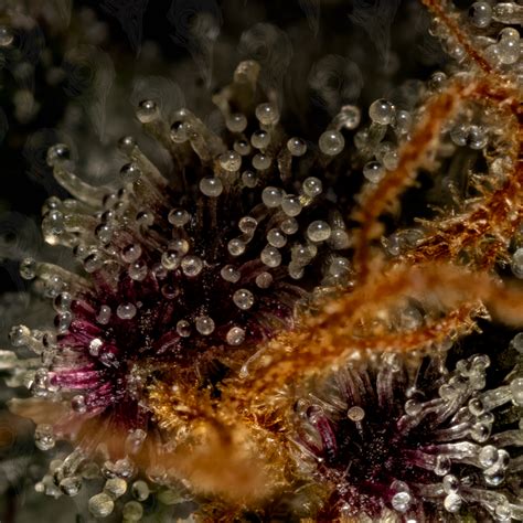 Sex Melon Maine Clone Company