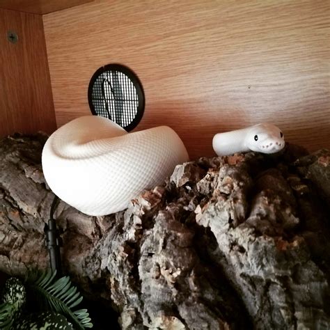 Our Superfire Royal Python Doing His Evening Observations Of His