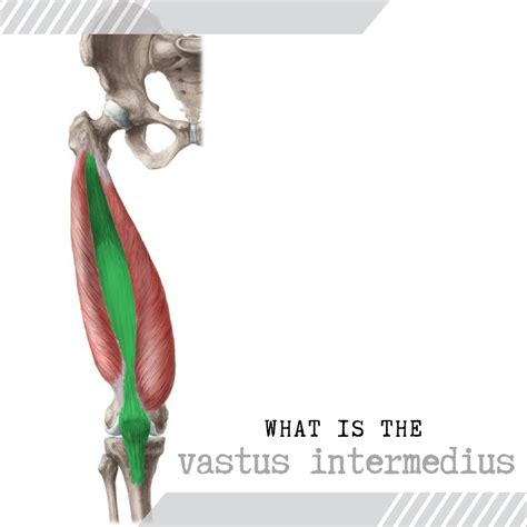Vastus Intermedius Origin Insertion Action 3d Model 55 Off
