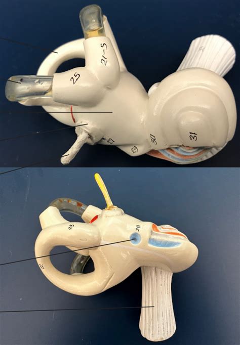 Inner Ear Diagram Quizlet Inner Ear Diagram Quizlet