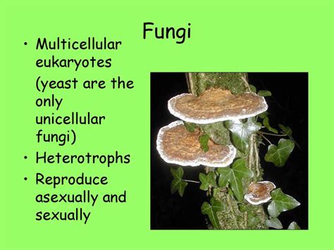 Biology Eoc Highlight Review Ppt Download