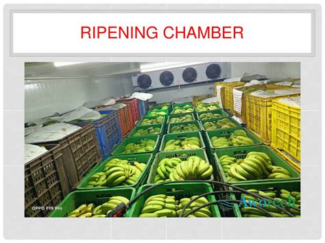 Ppt Optimal Banana Ripening Cold Room Techniques Awotech Powerpoint Presentation Id12771039