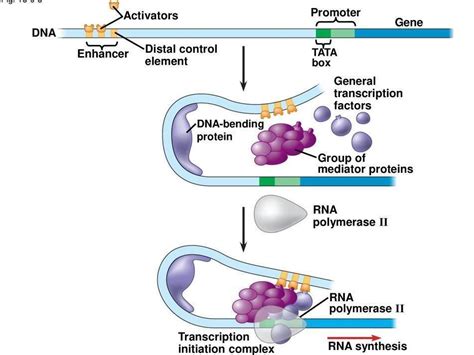 Use The Sketch Below To Explain How Enhancers And Activators Interact