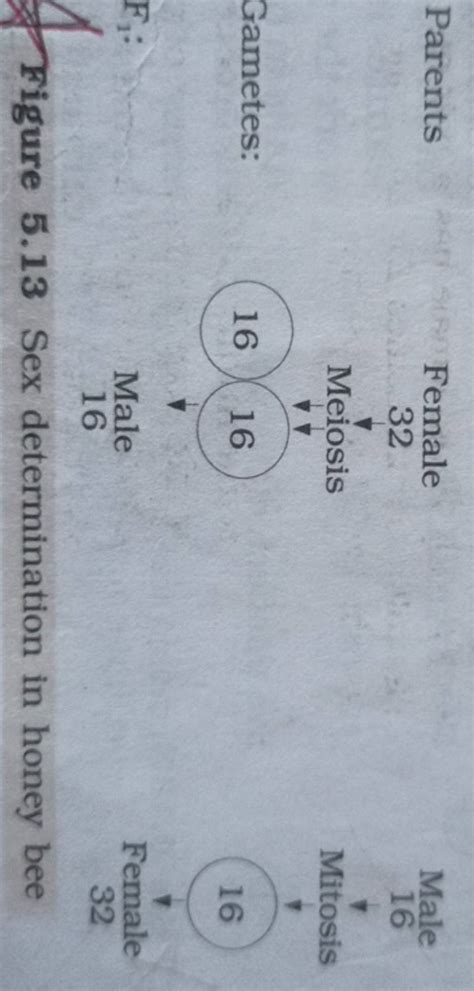 Parents Figure 5 13 Sex Determination In Honey Bee Filo
