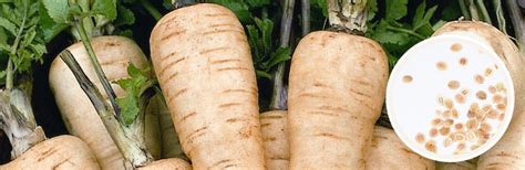 How To Plant Parsnip Seeds Eden Brothers Planting Guides How To Plant Parsnip Seeds Eden Brothers Planting Guides