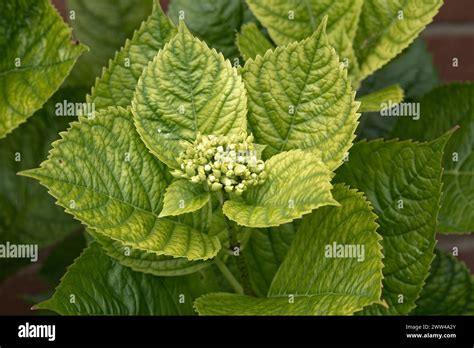 Lime Induced Iron Deficiency Causing Yellowing And Chlorosis On The