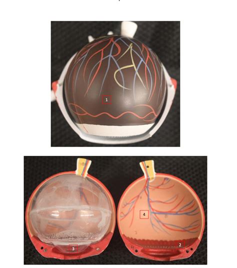 Visual System 2 Diagram Quizlet