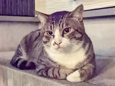 キジ白 ハチワレぶち猫さん