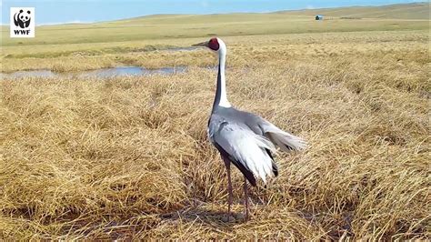 Тогорууны амьдрал Youtube