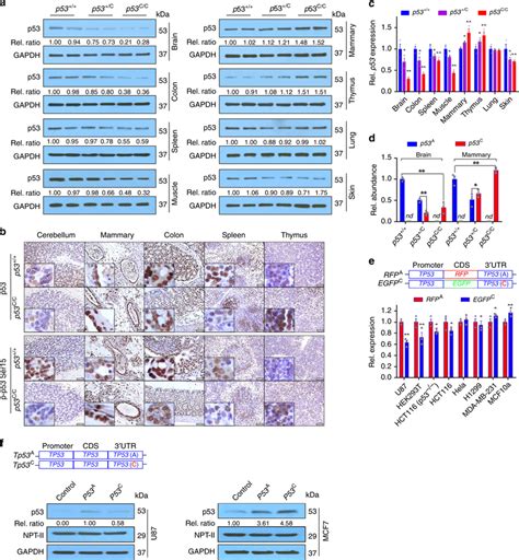 Differential P53 Deregulation By The P53c Allele In Tissues And Cell Download Scientific