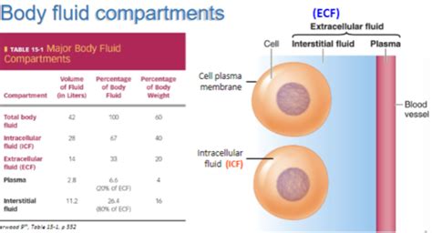 Neurons Action Potentials Flashcards Quizlet