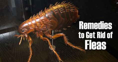Get Rid Of Fleas Fast HowRid