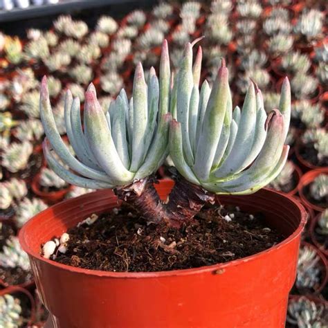 Fingertips Dudleya Edulis For Sale My Home Nature