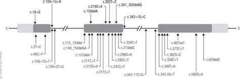 Combined Pituitary Hormone Deficiency Caused By Prop1 Mutations Update 20 Years Post Discovery