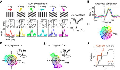 Auditory Cortex Mouse Gastaviation