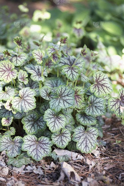 矾根属植物 绿色 香料 自然 垂直画幅 植物 无人 2015年 园艺 摄影