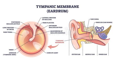 Tympanic Membrane Brief Diagram Shows Eardrum Anatomy And Sound Path