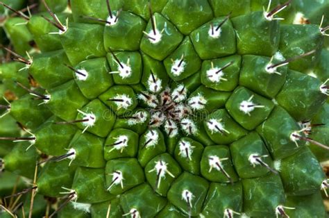 Spikes Of Cactus Stock Image Image Of Tropic Edge Crust 87646773