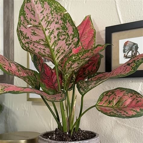 10 Advantages Of Having A Aglaonema Pink Splash