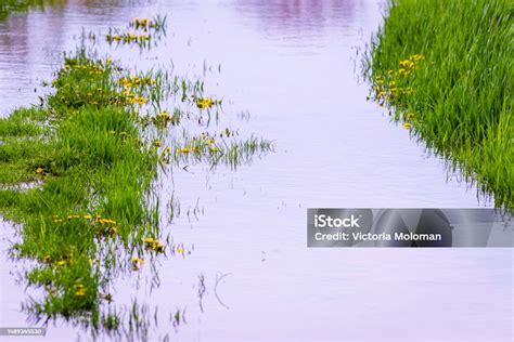 진흙 큰 웅덩이 시골 길 푸른 잔디밭 민들레 숲 개념 따뜻한 봄날 자동차 트랙 바퀴 비 폭풍 폭풍 몰도바 드니에스터 강 근처 올라네스티 후 자연 시골 풍경 운송 0명에 대한