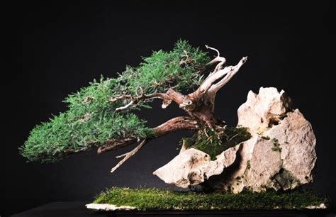 Nikoloz Meskhi On Linkedin ჩვენს იშიცუკი 石付 ღვიას ახალი პატრონი ჰყავს 😊 🌲