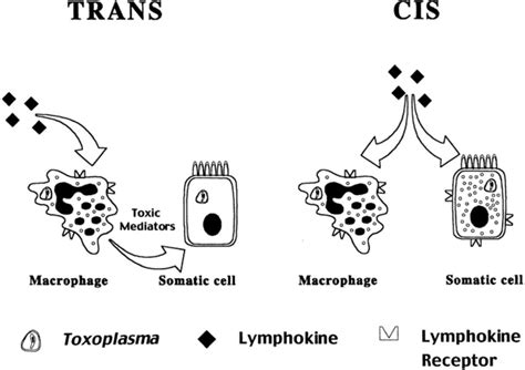 Schematic Representation Of The Trans And Cis Models Of Cell Mediated