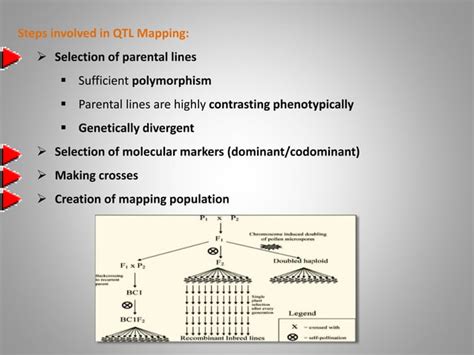 Qtl Mapping And Analysis