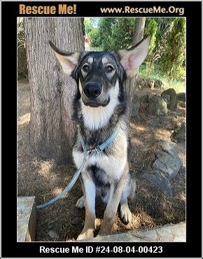 Oregon German Shepherd Rescue Adoptions Rescue Me