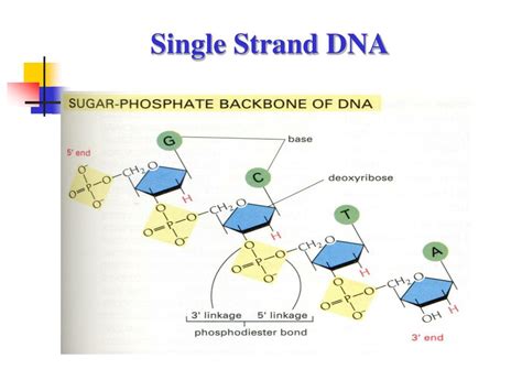 Ppt 医用分子遗传学 Powerpoint Presentation Free Download Id3561838