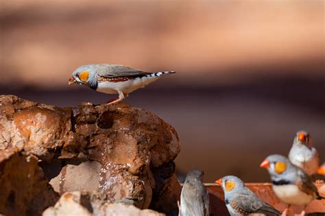 작은 바위 흠뻑 빠지거나에서 얼룩말 피리 새 류 음료의 큰 무리 0명에 대한 스톡 사진 및 기타 이미지 0명 갈색 건조 기후 Istock