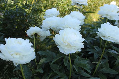 Fina Gardens Elsa Sass Pure Perfection