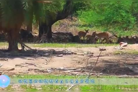 小狗闯进狮子的领地会发生什么？过程胆颤心惊，结局却出乎意料领地会发生狮子