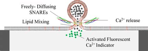 使用独立膜和自动分析对单囊泡融合进行高通量监测 Langmuir X Mol