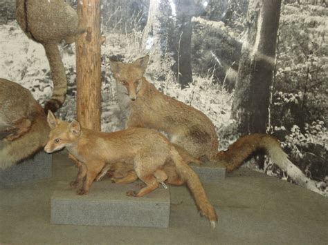 БЪЛГАРИЯ НА ТРИ МОРЕТА 1 Природонаучен Музей с Черни Осъм