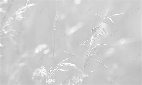 Wild Grass Background Blurred Plant Grass Photo And Picture For Free Download Pngtree