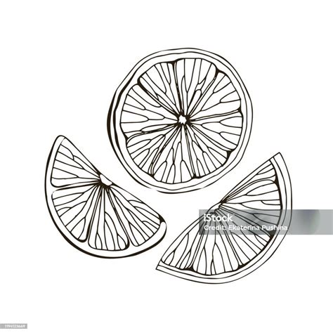 레몬 크립티트루스 라임의 손으로 그린 벡터 일러스트 흰색 배경에 격리 열대 여름 과일입니다 상세한 감귤 류 그림 차 주스 천연 화장품에 대 한 좋은 흑백 스케치 0명에 대한