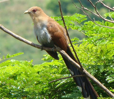 Alma De Gato Piaya Cayana ~ Aves Viçosa