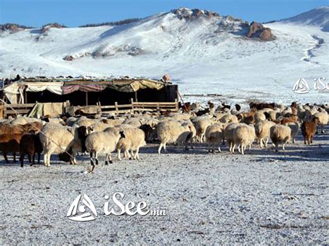 Мах бэлтгэгч аж ахуйн нэгжүүд хонь худалдан авч эхэлжээ Isee Mn