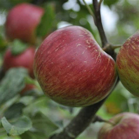 Buy Online Jonagold Apple Tree For Your Home And Garden Maya Gardens Inc