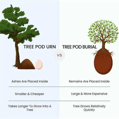 Tree Pod Burial Cost Options The Natural Alternative To Caskets