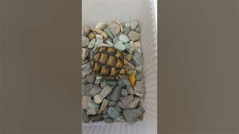 لاکی جون در حال خوردن کوکو Youtube