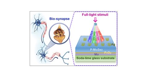 Multicolor Fully Light Modulated Artificial Synapse Based On P Mose2