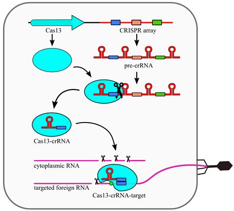 IJMS Free Full Text RNA Targeting CRISPRCas Systems And Their