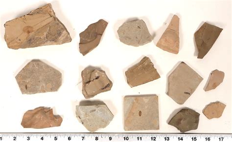 Insect Fossils 15 [194640]