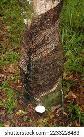 Rubber Tree Cut Traditional Way White Stock Photo 2233228483 Shutterstock