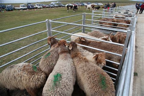 ДАРХАН ХОТОД АНХ УДАА ГОЙД АШИГ ШИМТ МАЛ ШАЛГАРУУЛАХ ҮЗЭСГЭЛЭН ХУДАЛДАА БОЛЛОО