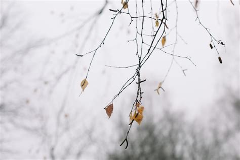 Premium Photo Tree Crown Without Leaves Bare Branches Late Autumn Or Winter Naked Branch Of