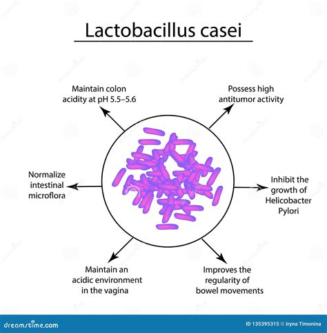 Lactobacillus Infographics Vector Illustration On Isolated Background