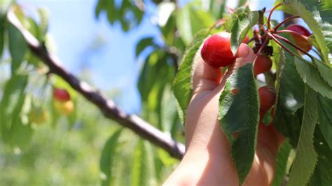 How To Plant Grow And Care For ‘bing Cherry Trees