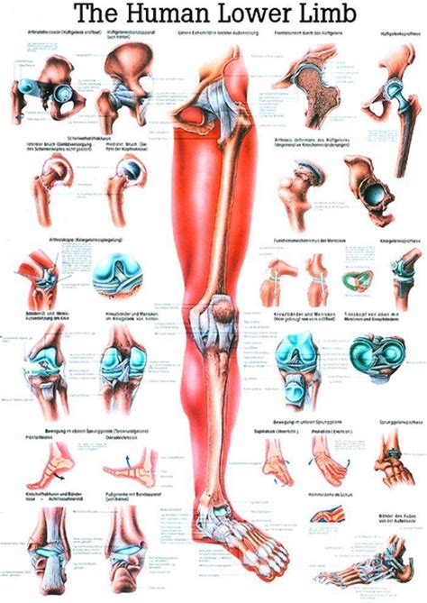 Lower Limb Anatomy